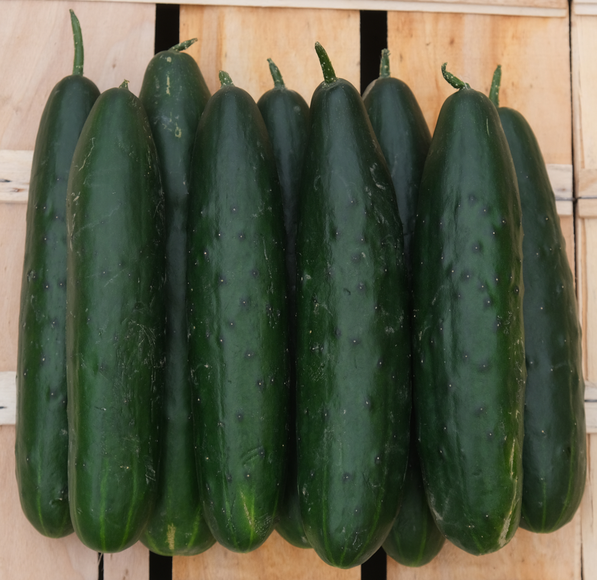 Le Biau Jardin de Grannod - Maraîcher Bio depuis 1979